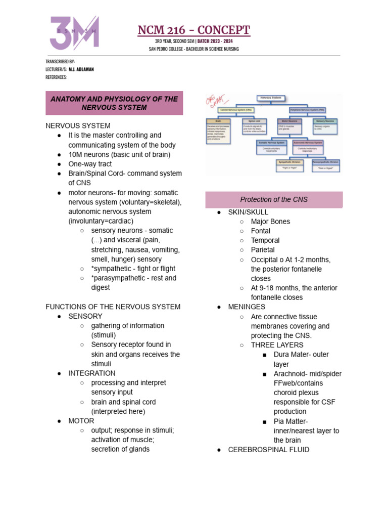 NCM 216 - 3m Neuro Transes | PDF | Axon | Nervous System