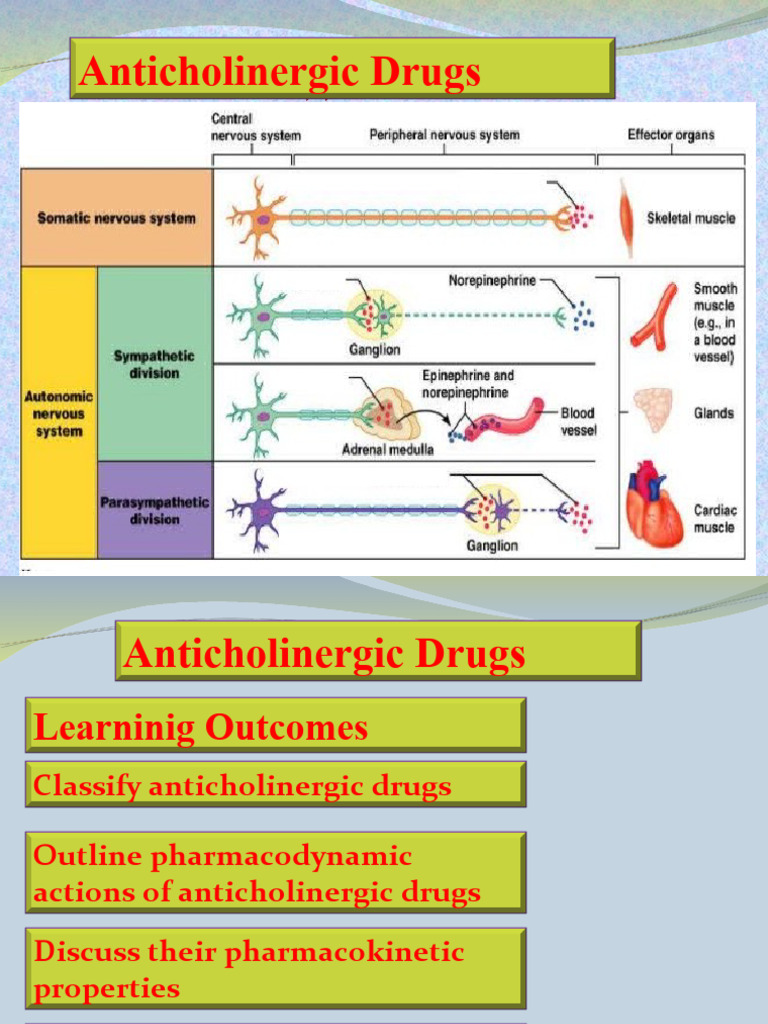 1 Anticholinergic Drugs | PDF | Acetylcholine | Clinical Medicine