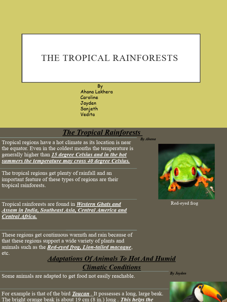 The Tropical Rainforests | PDF | Frog | Elephant