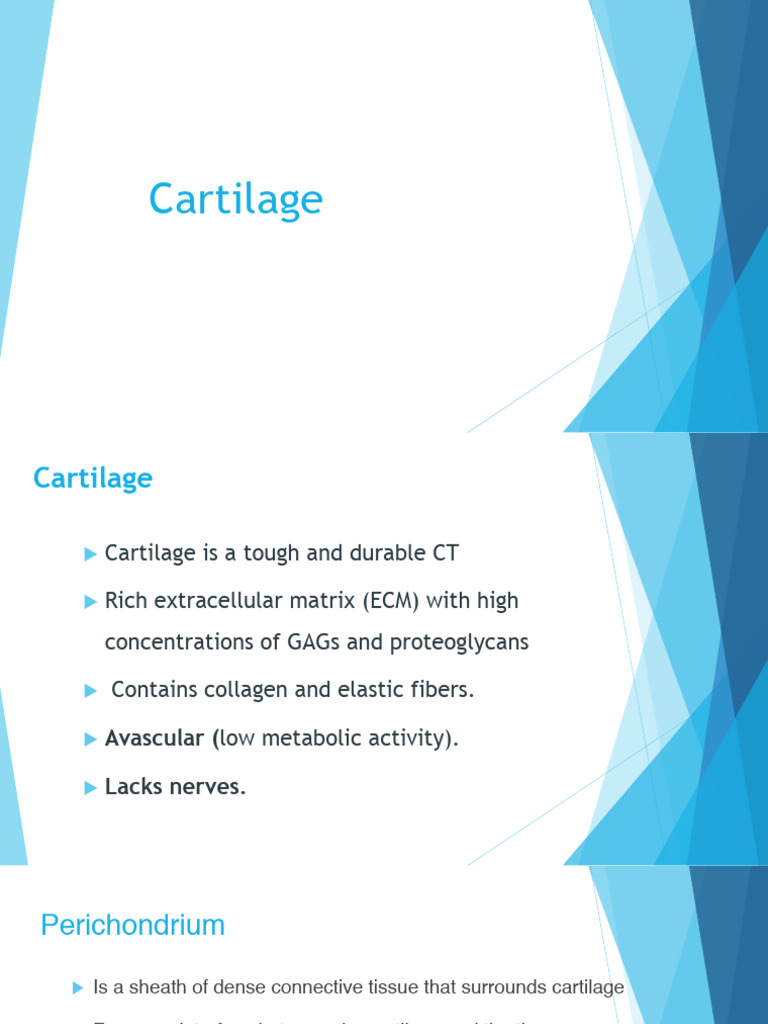 Cartilage 2024 | PDF | Cartilage | Extracellular Matrix