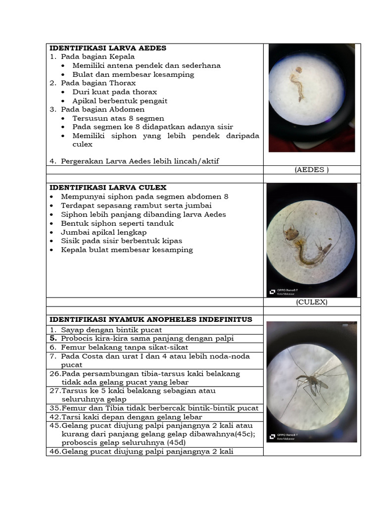 Identifikasi Jentik Aedes | PDF | Kajian Bahasa Asing | Kesehatan Holistik
