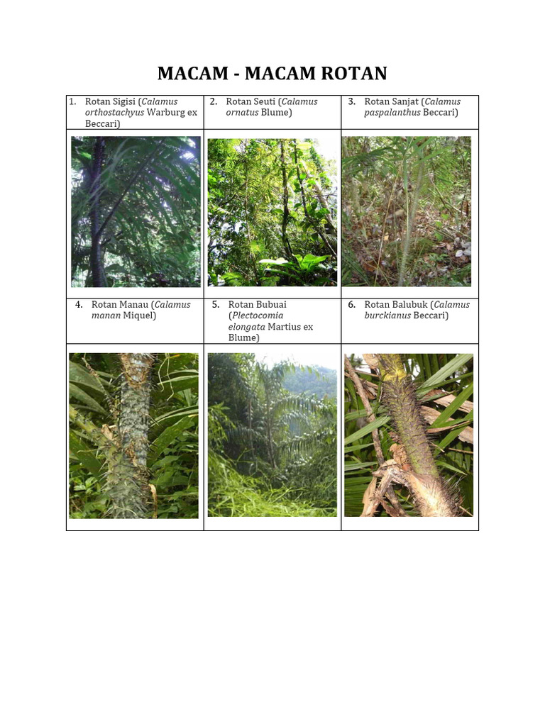 Macam Rotan | PDF