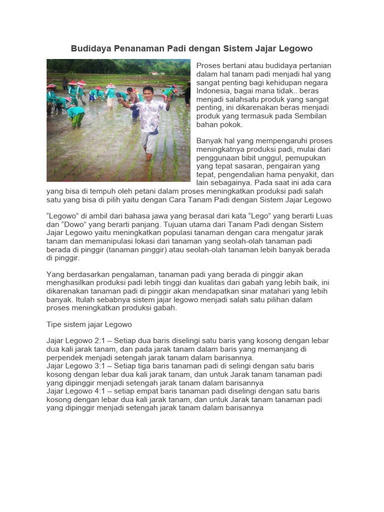 Budidaya Padi: Sistem Jajar Legowo | PDF | Teknologi & Rekayasa
