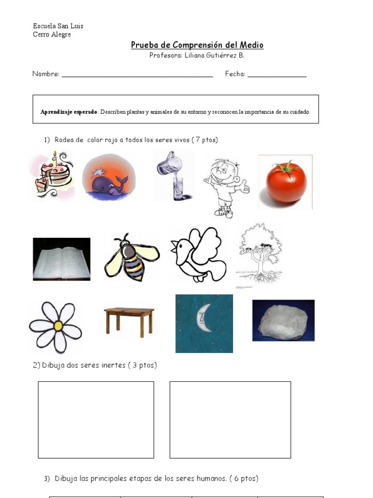 Prueba de Seres Vivos 1º bàsico