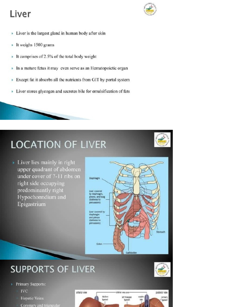 Liver Anatomy | PDF