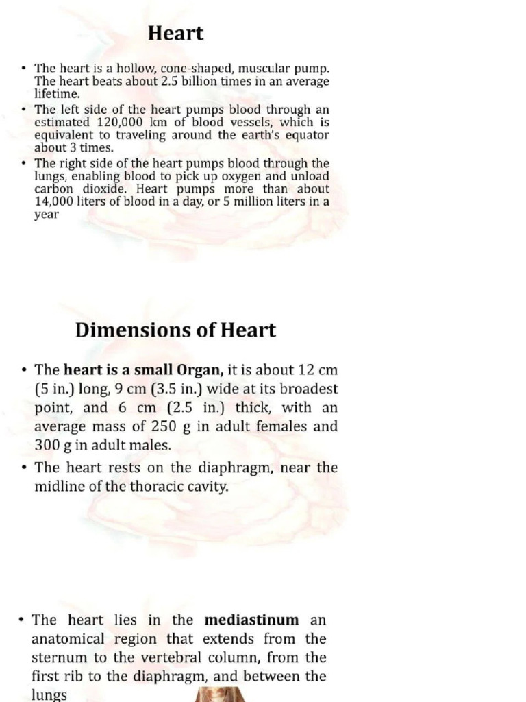 Heart Anatomy | PDF