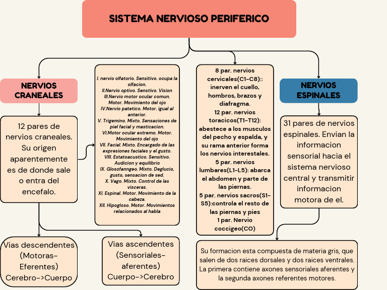 Mapa Conceptual Sistema Nervioso Periferico | PDF | Nervio | Sistema ...