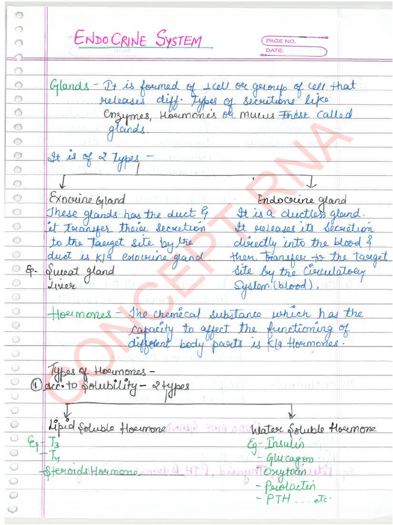 Endocrine System | PDF