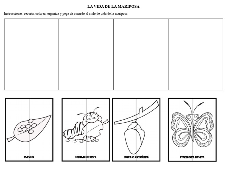 Ciclo de Vida de la Mariposa | PDF