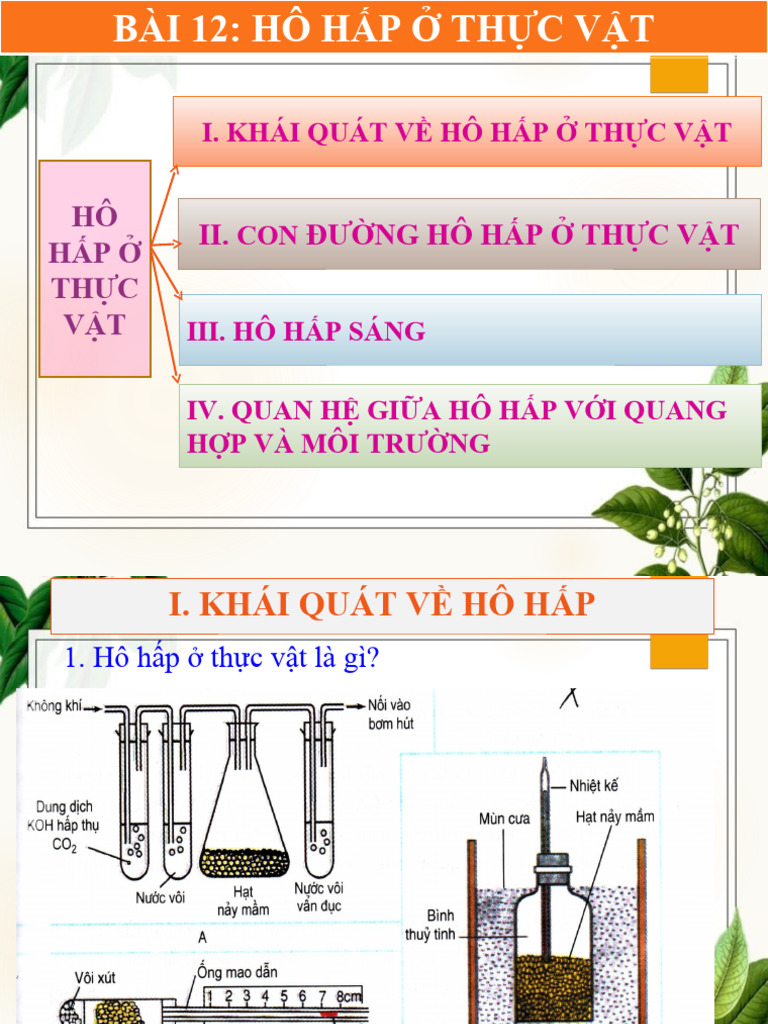 Bai 12 Ho Hap o Thuc Vat | PDF