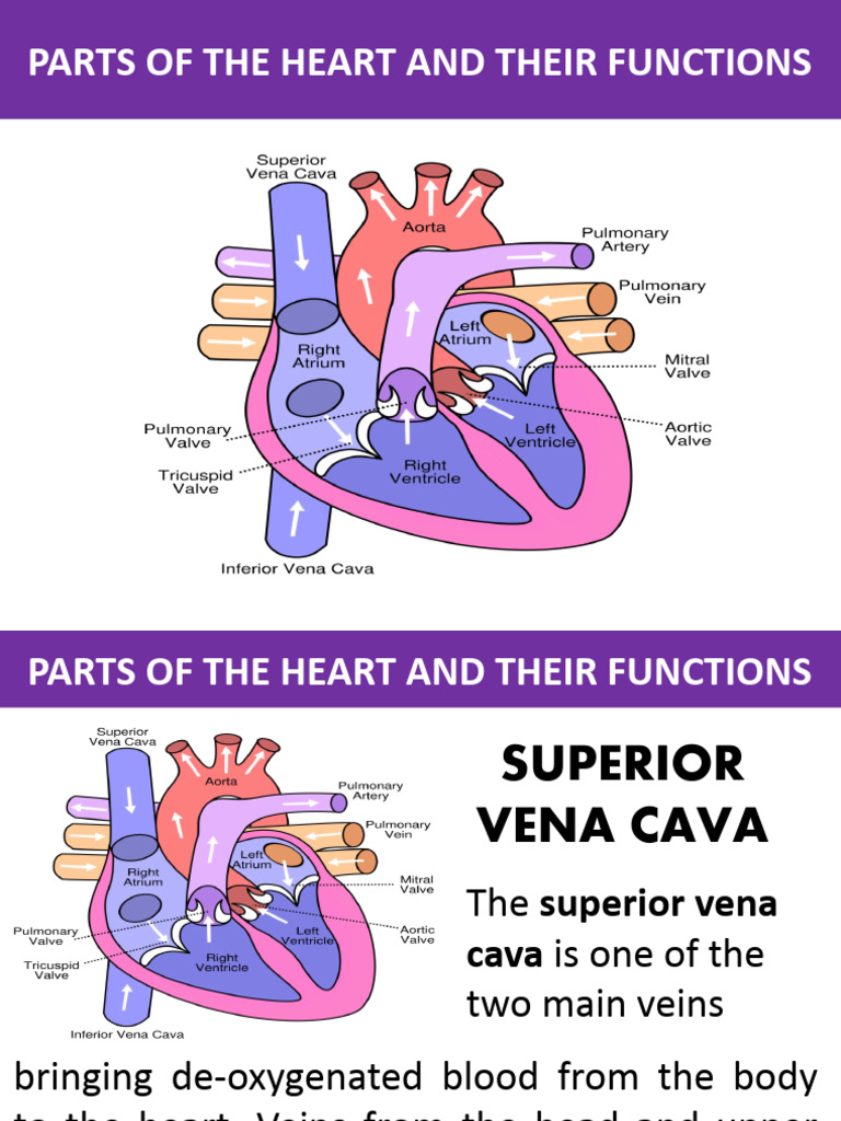 F Parts of The Heart | PDF | Heart | Heart Valve