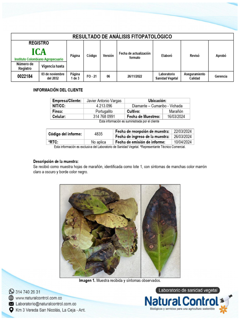 Analisis Fitopatologico Lote 1 Pdf Biología