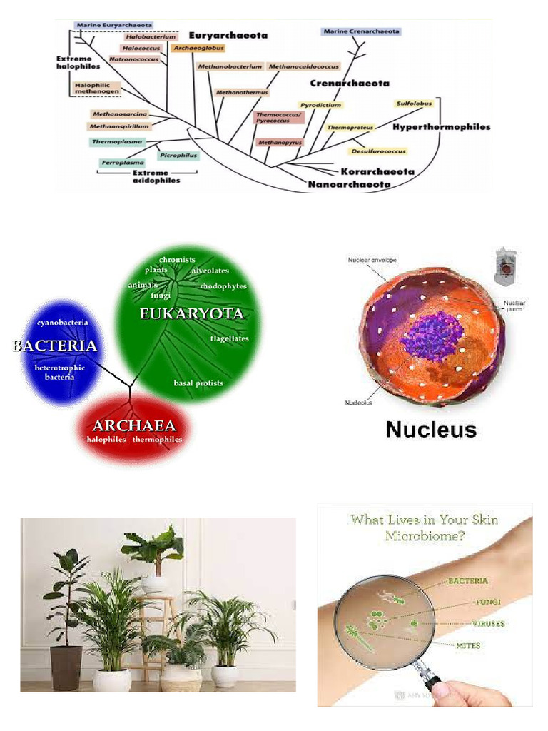 Overview of Biological Kingdoms | PDF | Home & Garden | Science ...
