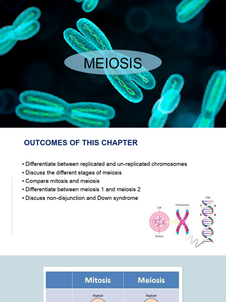 MEIOSIS POWERPOINT Grade 12 Bio Corrected 2024-1 | PDF | Meiosis | Ploidy