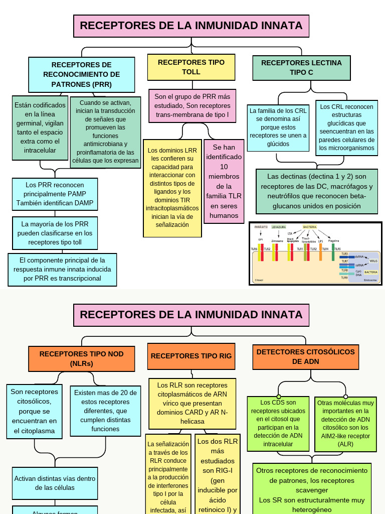 Receptores Inmunidad Innata PRR | PDF | Receptor (Bioquímica) | Sistema ...