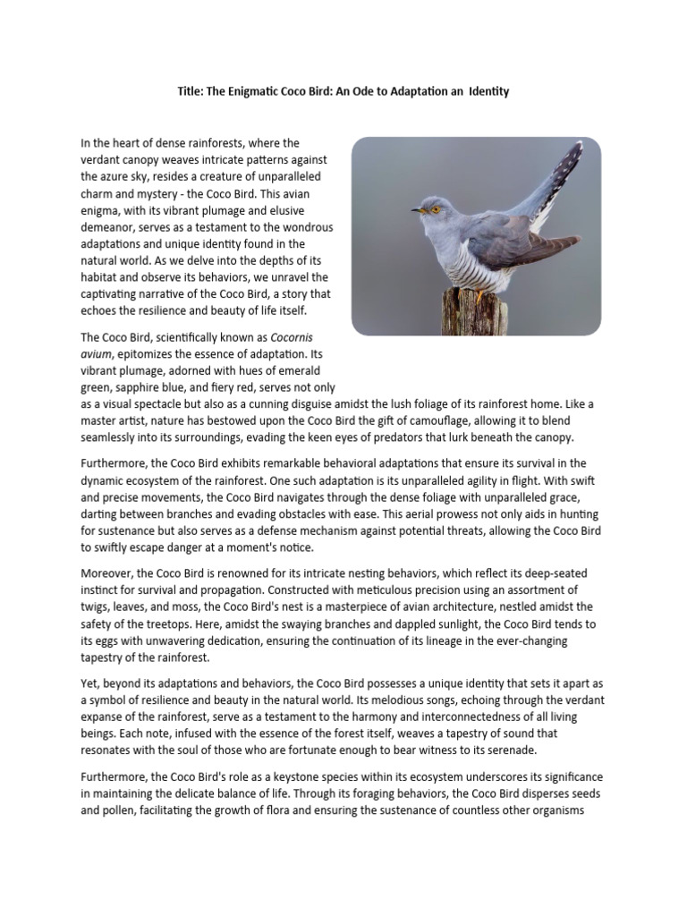 Coco Bird | PDF | Birds | Feather