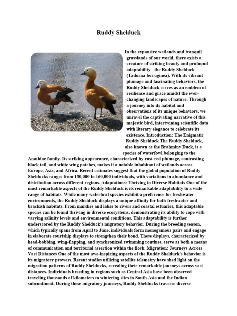 The Enigmatic Ruddy Shelduck | PDF | Ornithology | Zoology