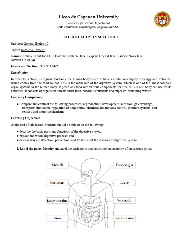 G5 4.2 Digestive System Worksheets | PDF | Digestion | Gastrointestinal ...