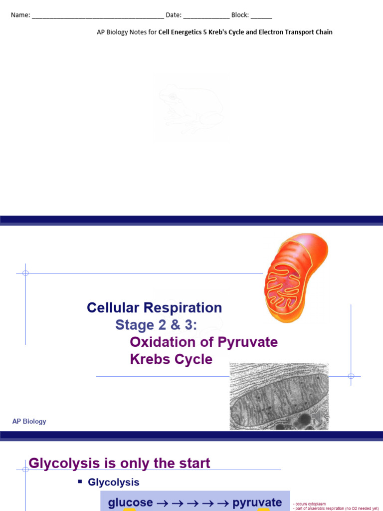 Name: - Date: - Block: - AP Biology Notes For Cell Energetics 5 Kreb's ...