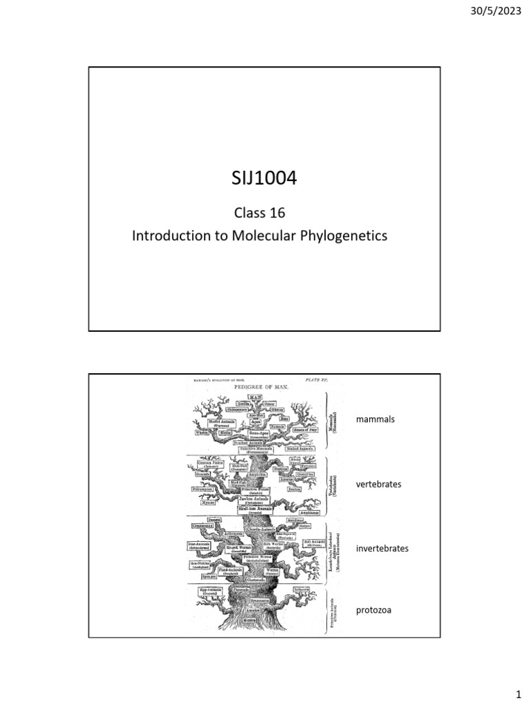 Class16-Introduction To Molecular Phylogenetics | PDF | Phylogenetic Tree | Molecular Phylogenetics