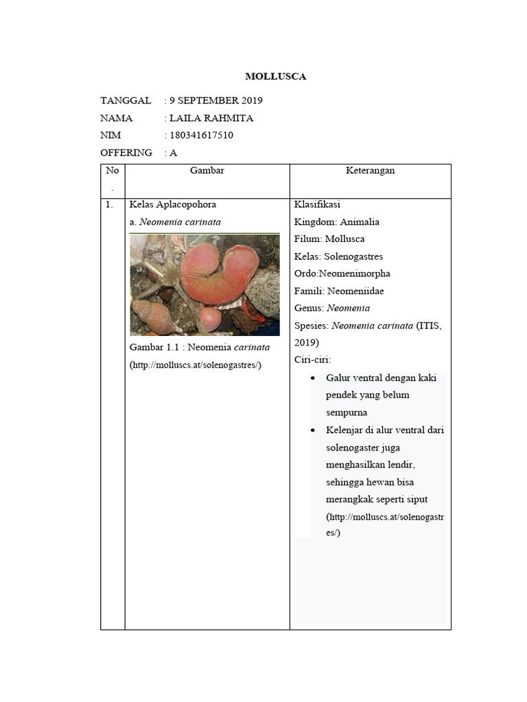 Mollusca | PDF | Griya & Taman | Sains & Matematika
