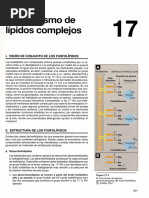 Biosíntesis de Fosfolípidos y Esfingolípidos | PDF | Biosíntesis | Lípido
