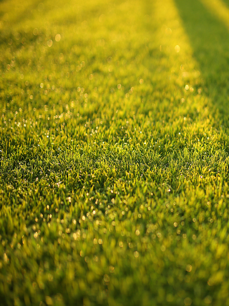 Grass | PDF