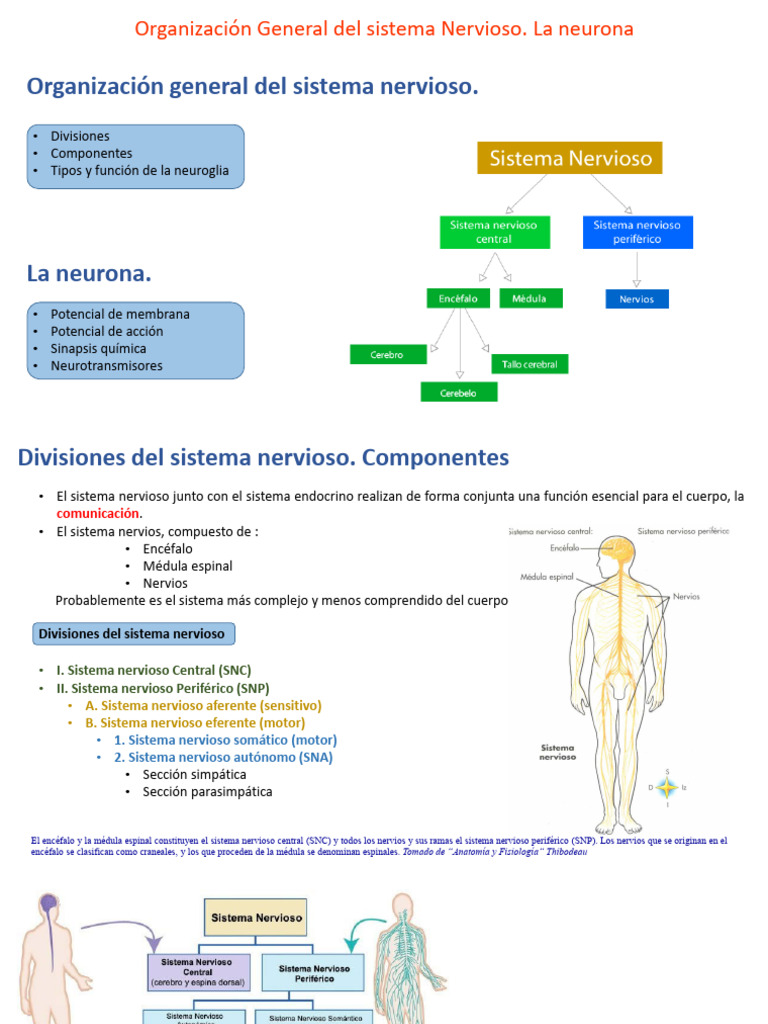 Organización Del SN, La Neurona. | PDF | Sinapsis | Sistema nervioso