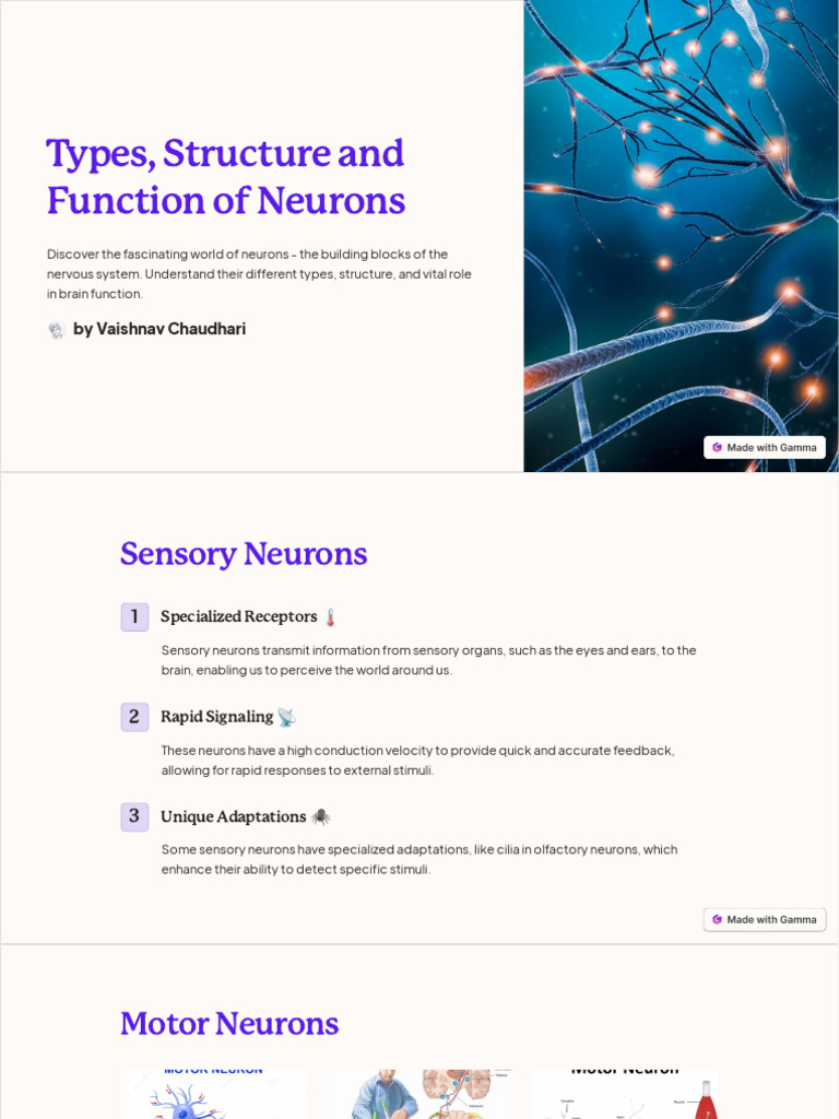 Types Structure and Function of Neurons | Download Free PDF | Neuron ...