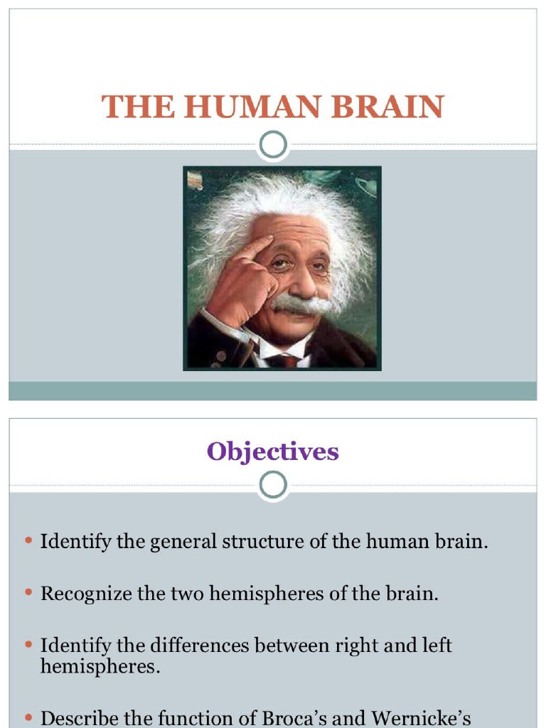the-human-brain-presentation-7970211 | PDF