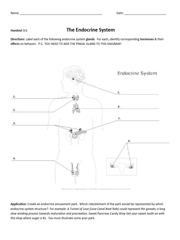 3.5 The Endocrine System | PDF | Business | Wellness