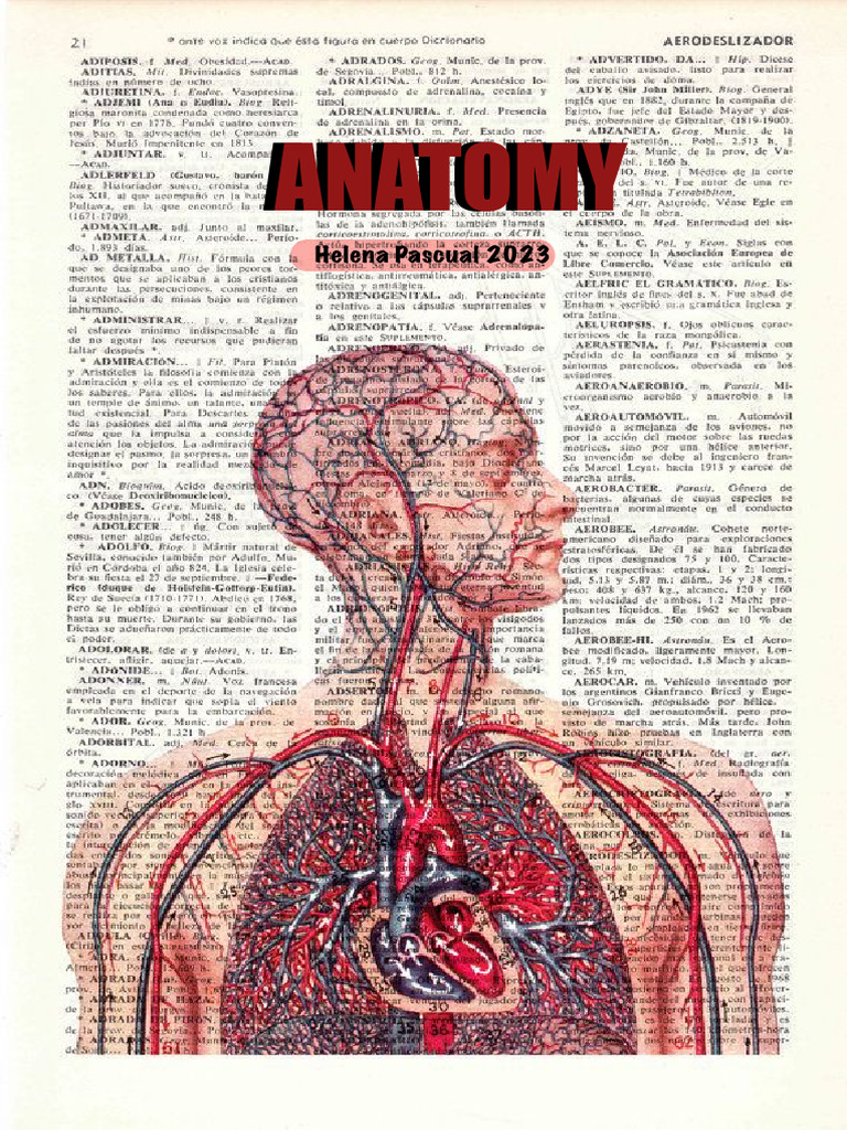 Anatomy | PDF | Pelvis | Bone