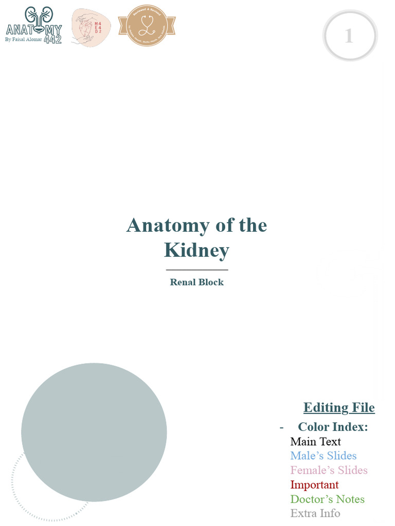 Anatomy of The Kidney | Download Free PDF | Kidney | Chronic Kidney Disease