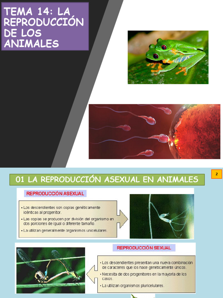 Tema 14 | PDF | Embrión | Anatomía