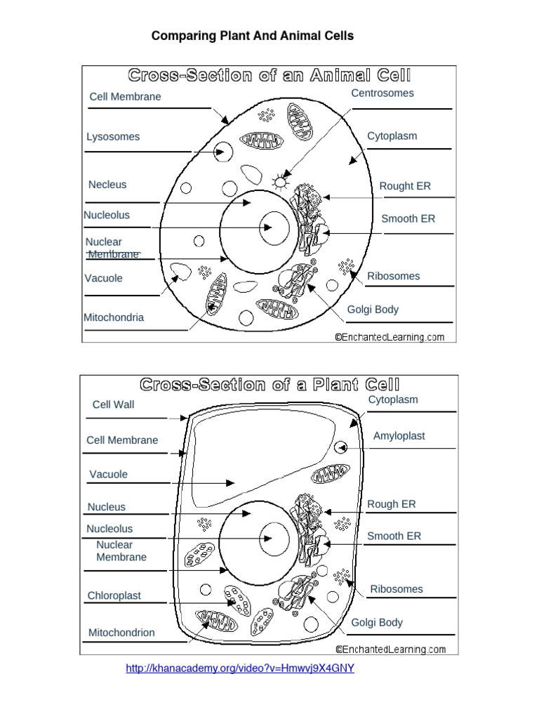 Plant Animal Cell Diagrams | PDF | Endoplasmic Reticulum | Cell (Biology)