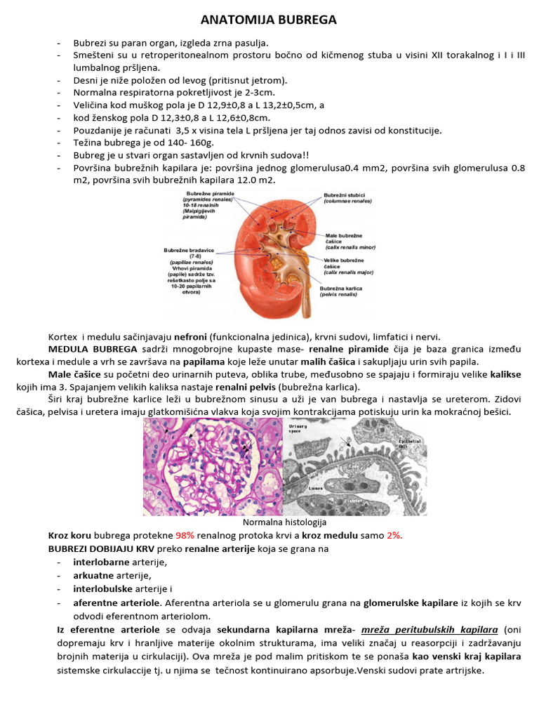 Nefro Skripta Moja | PDF