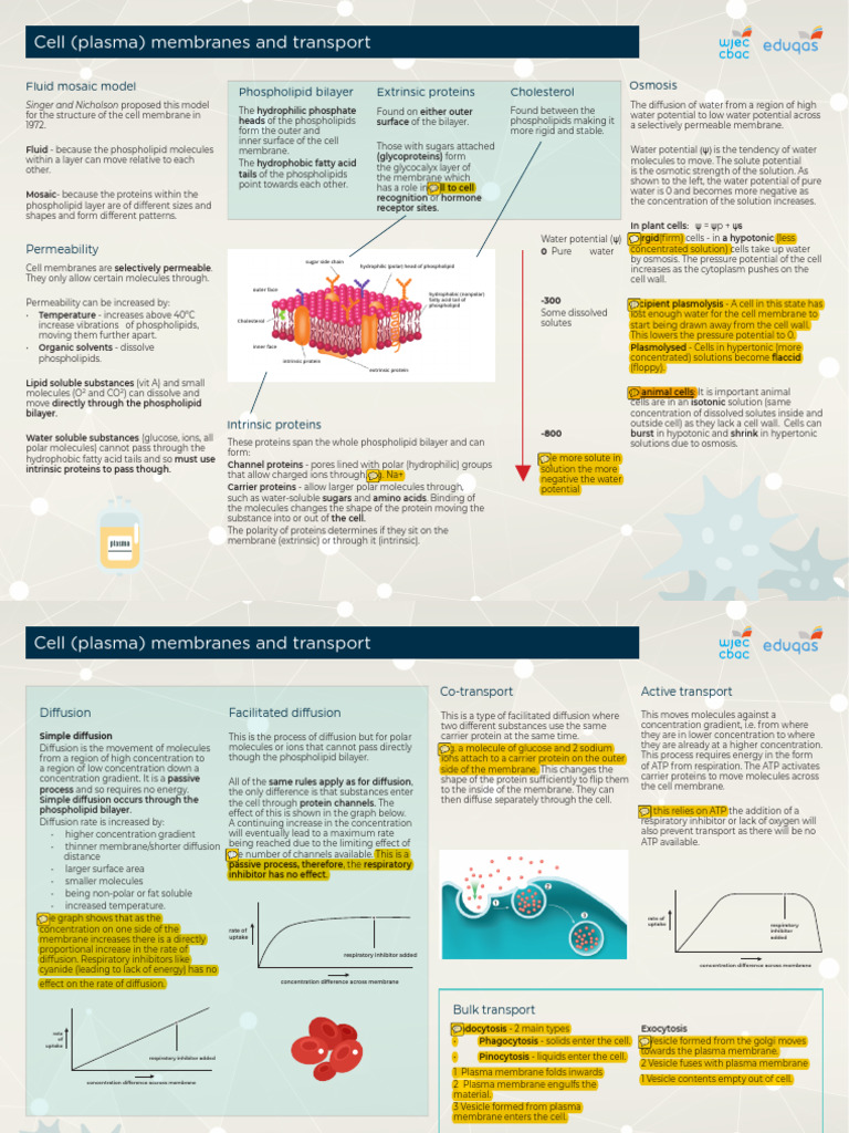 Cell - Membranes 1 2 9 | PDF | Cell Membrane | Osmosis