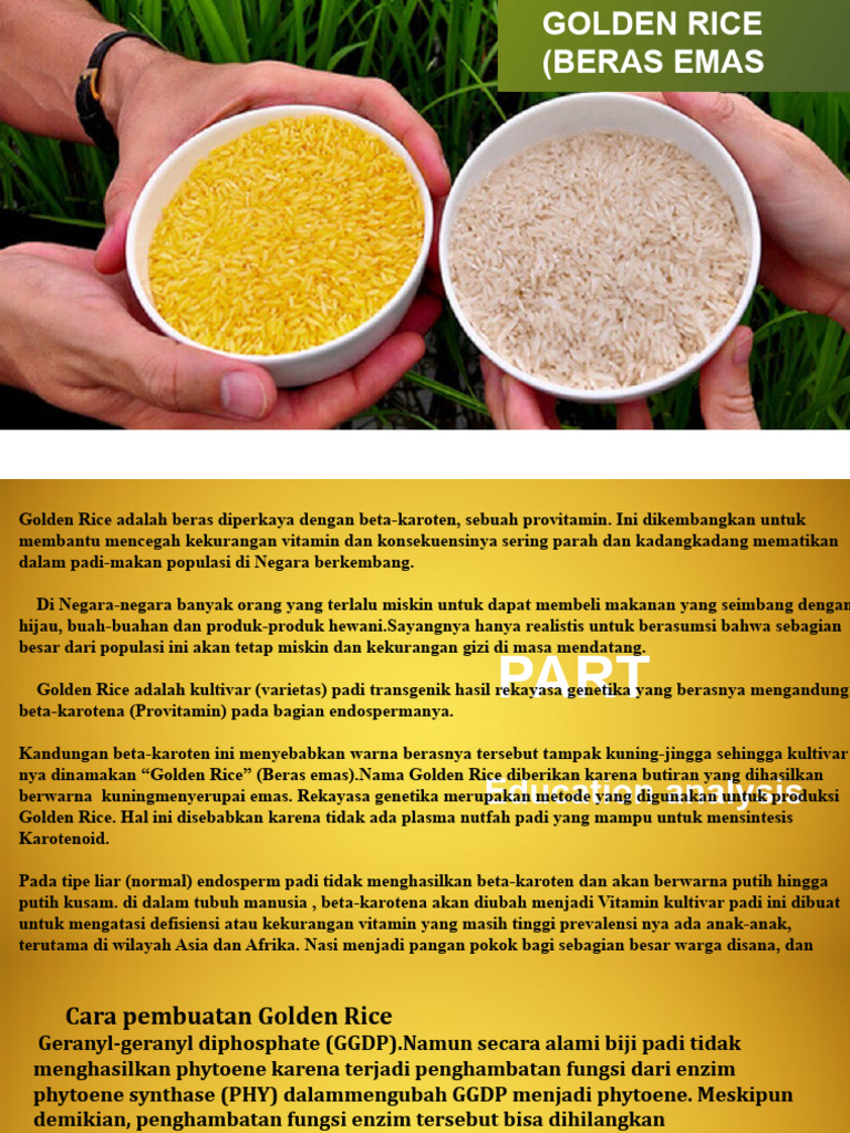 Ppt-Golden Rice | PDF