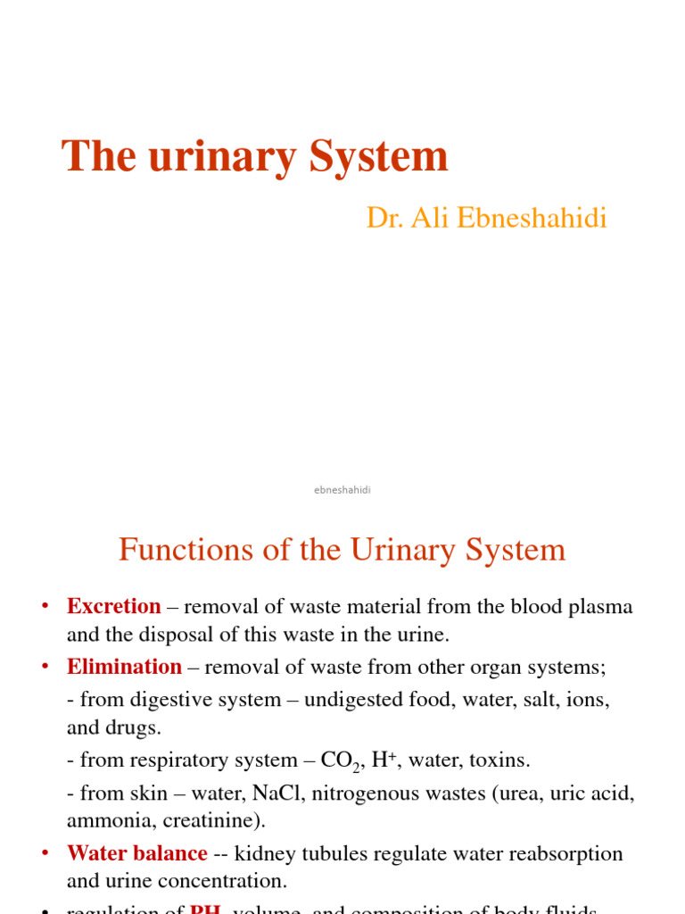 Chap 18- The urinary System | PDF | Kidney | Urinary System