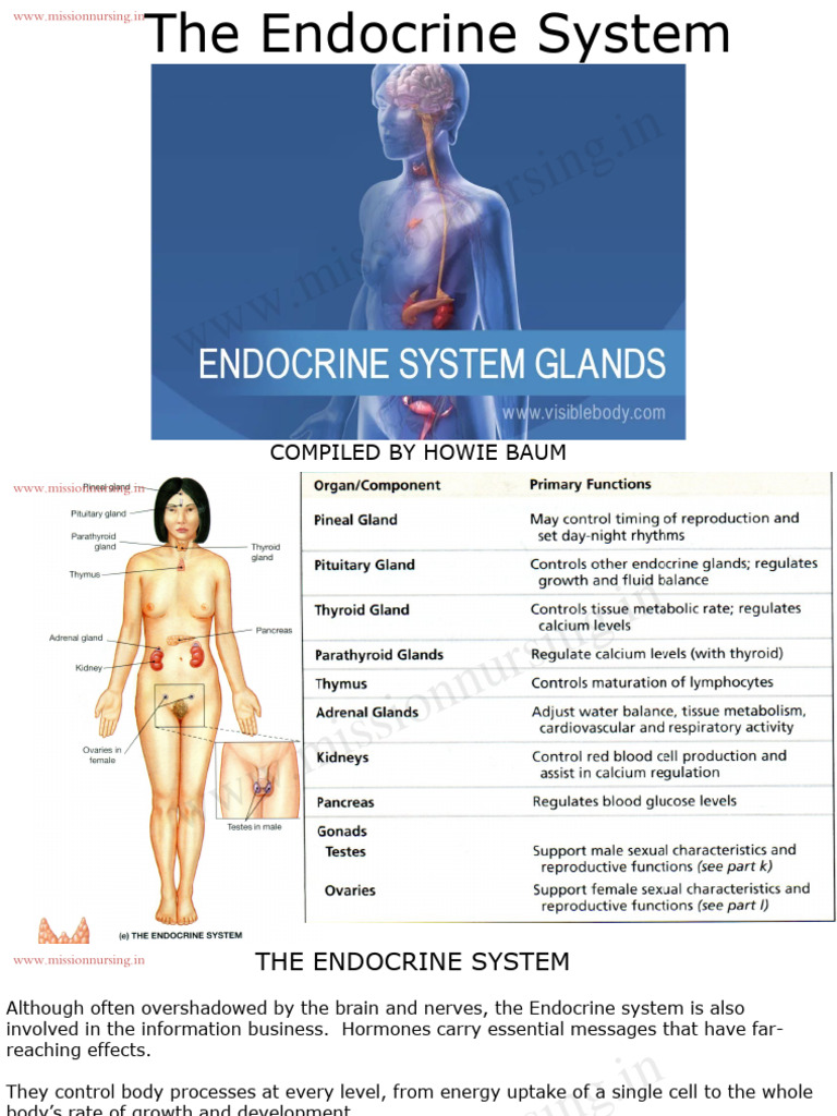 Endocrine System | PDF | Adrenal Gland | Pancreas