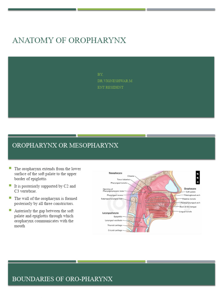 Oropharynx PPT Vignesh | PDF | Tongue | Anatomy