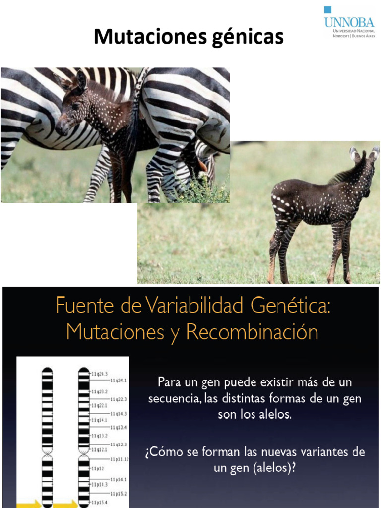 Teoría Mutaciones Génicas 2024 | PDF | Mutageno | Mutación