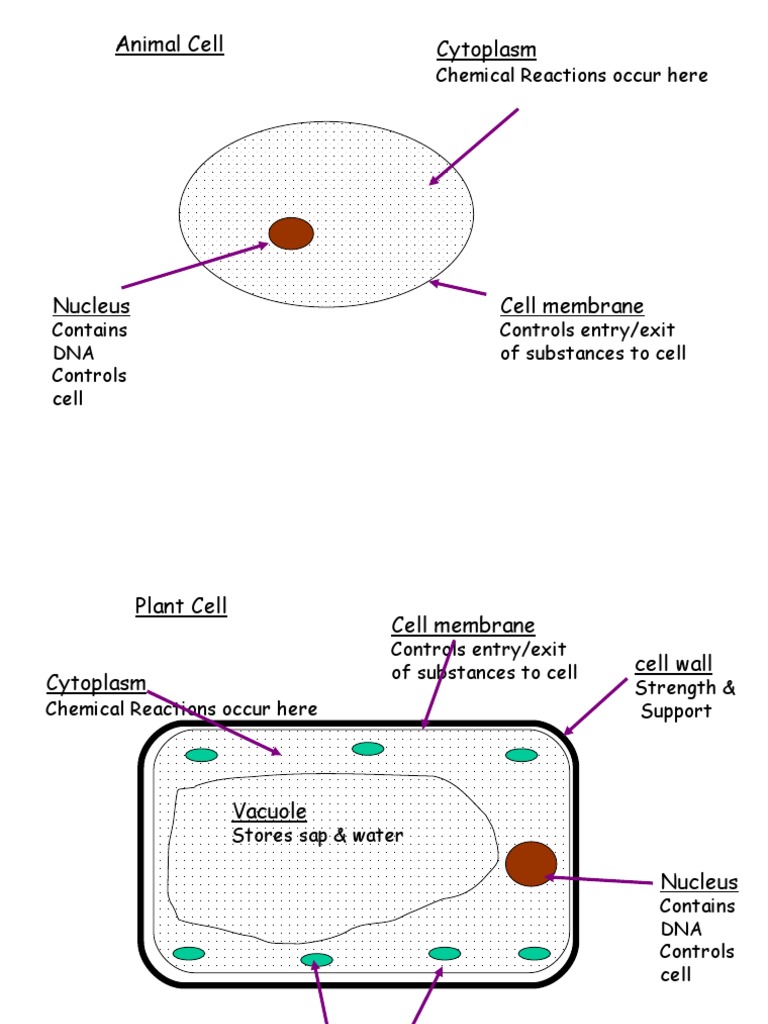 Y7 - Cells Basic Labels With Task | PDF | Chloroplast | Cell (Biology)