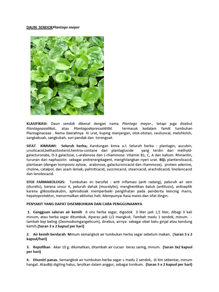 DAUN SENDOK Plantago Mayor | PDF | Kesehatan Holistik
