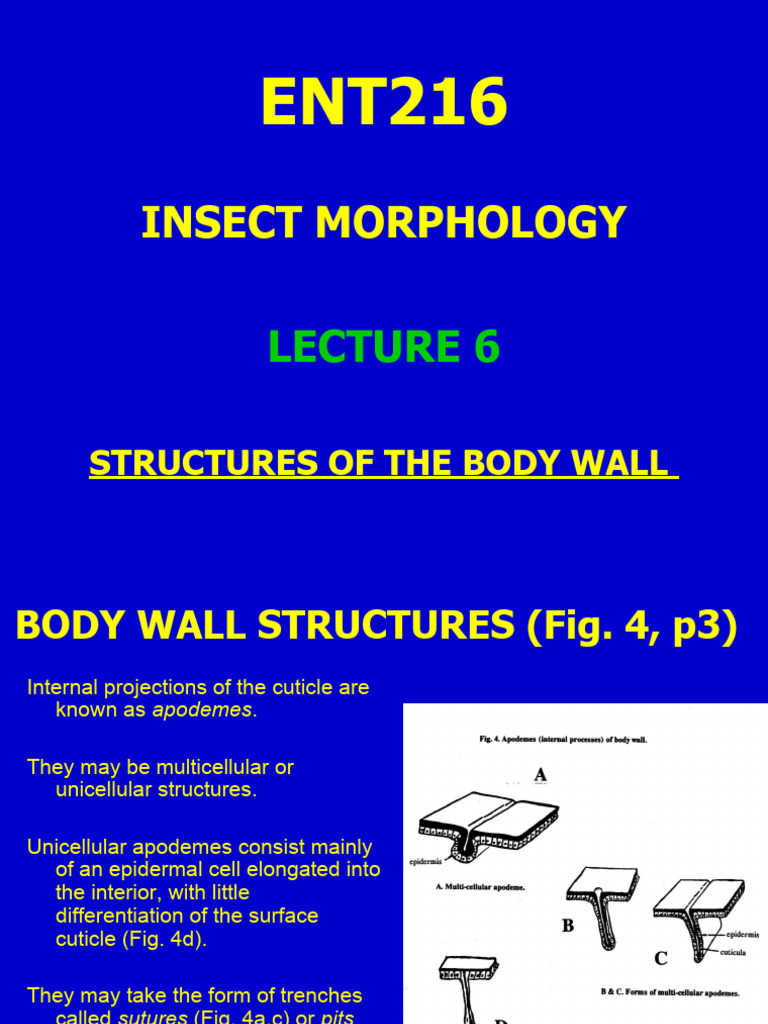 ENT216 - Lecture 6 Integumental Structures | PDF | Skin | Cell (Biology)