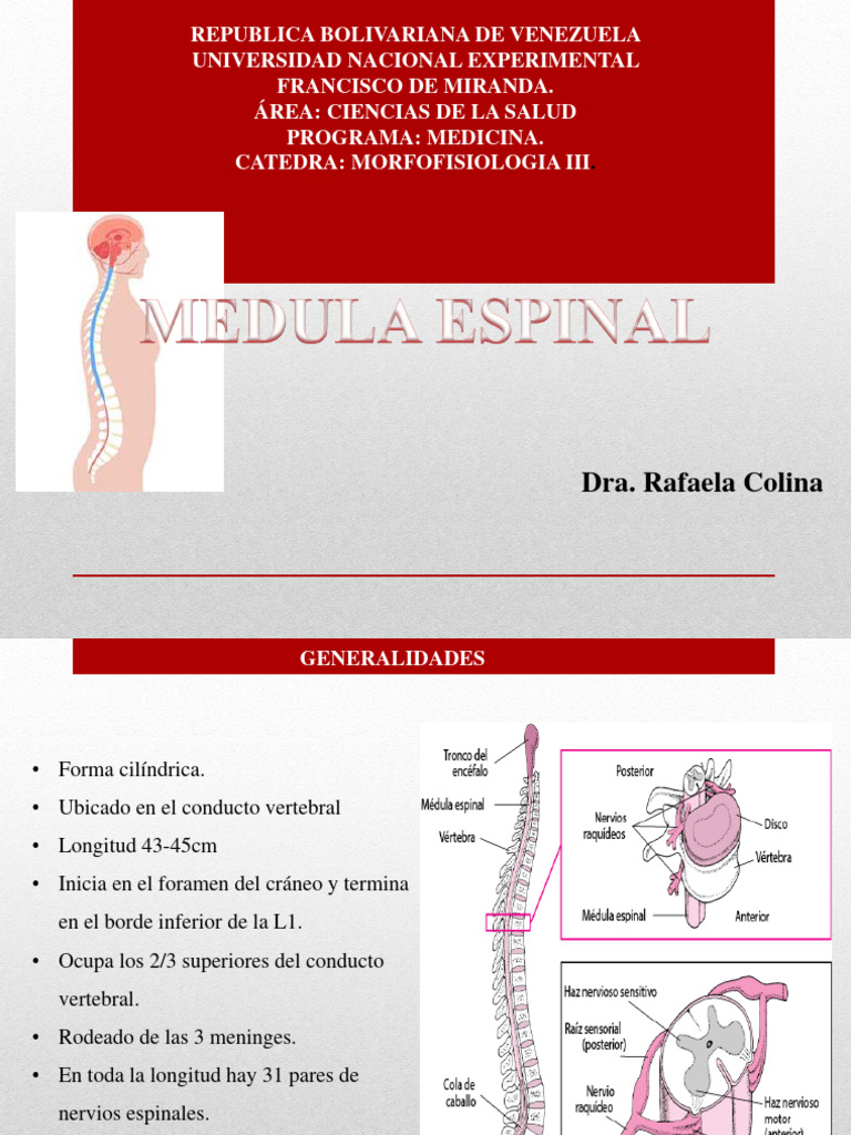 Diapositivas de Medula Espinal | Descargar gratis PDF | Médula espinal | Cerebro