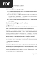 Tróclea - Qué Es, Significado, Ubicación, Función y Lesiones | PDF ...