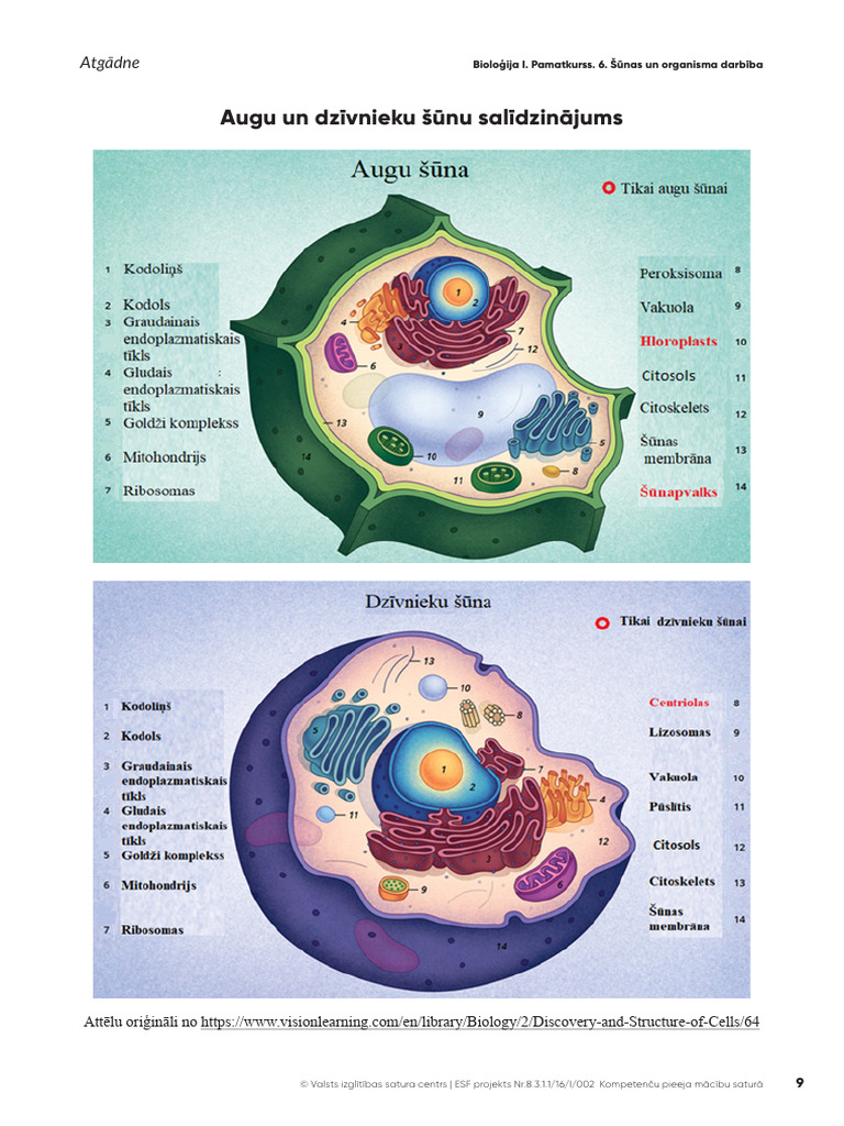 4 Augu Un Dzivnieku Sunu Salidzi | PDF