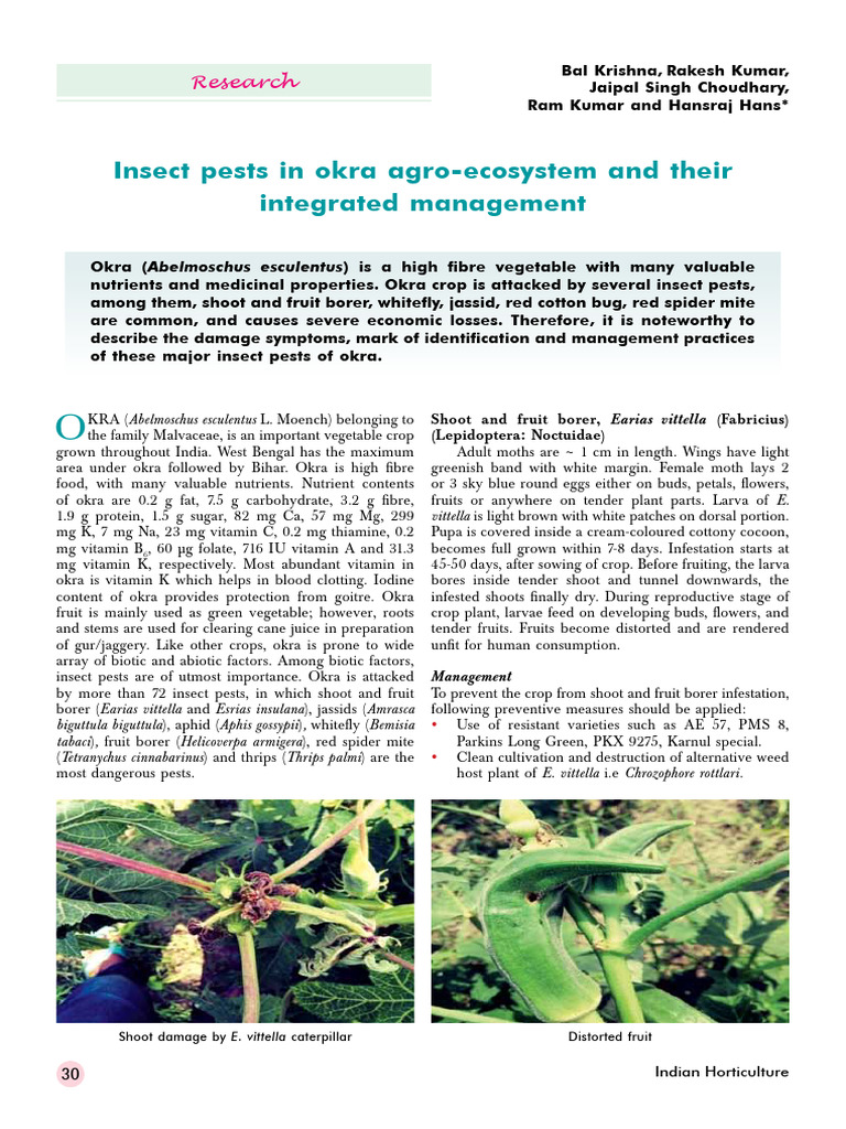 07 Insect Pests in Okra Agro | PDF | Pest (Organism) | Insects