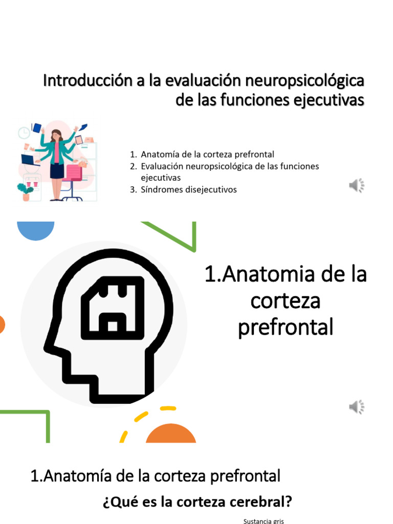 Tema 1 FFEE | PDF | Corteza Insular | Lóbulo temporal